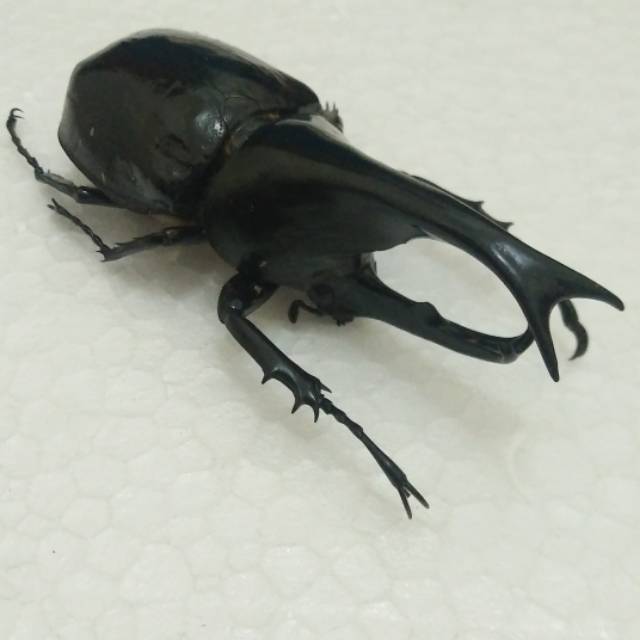 Jual AWETAN SERANGGA ASLI / TAXIDERMY KUMBANG TANDUK GIDEON | Shopee ...