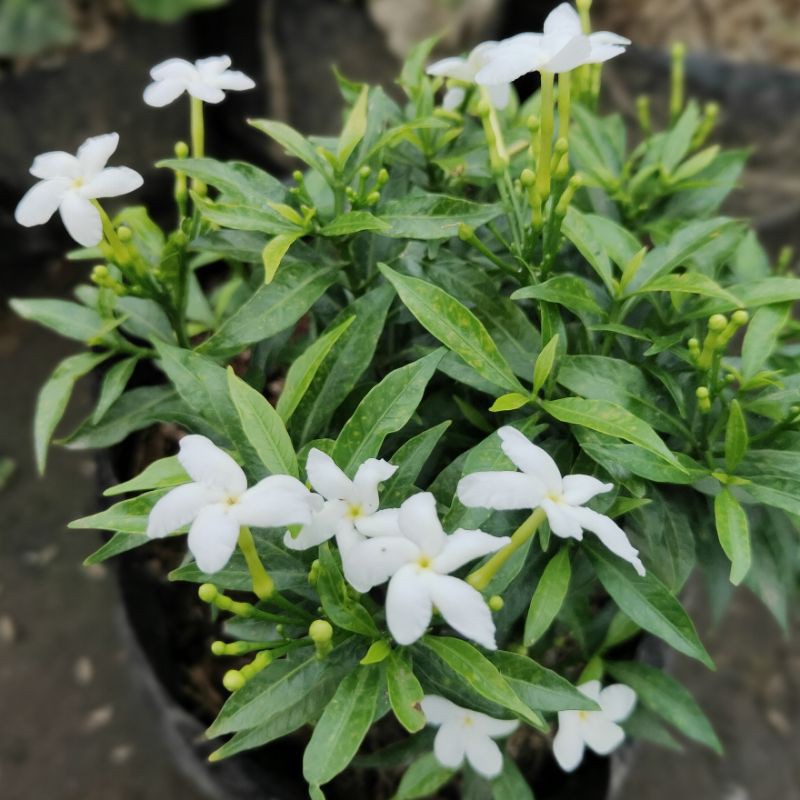 Jual Tanaman Hias Rombusa Mini | Shopee Indonesia