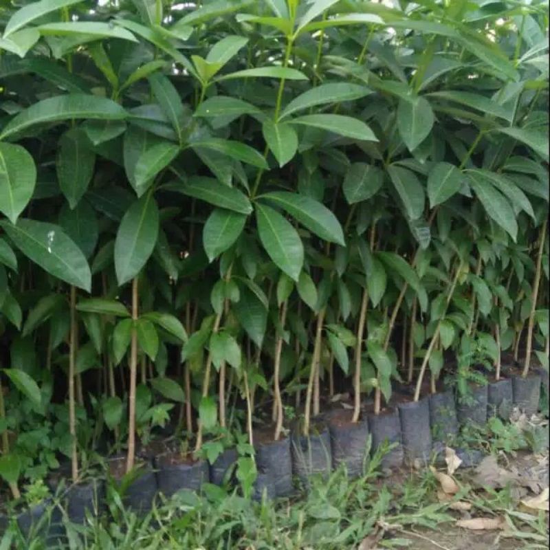 Jual Pohon Pule Terlengkap & Harga Terbaru Juni 2026 | Shopee Indonesia