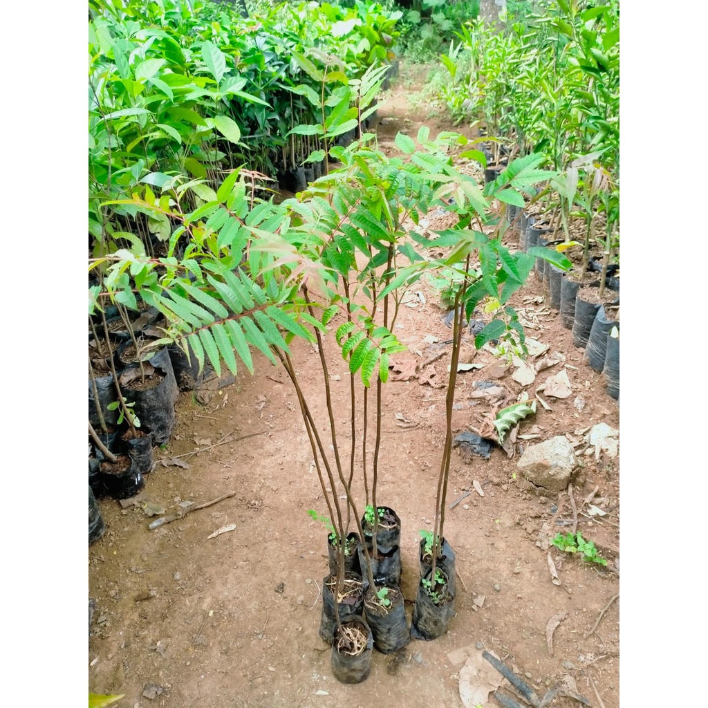 Jual Bibit Tanaman Kayu Suren - Siap Tanam - Beragam Manfaat - Murah ...