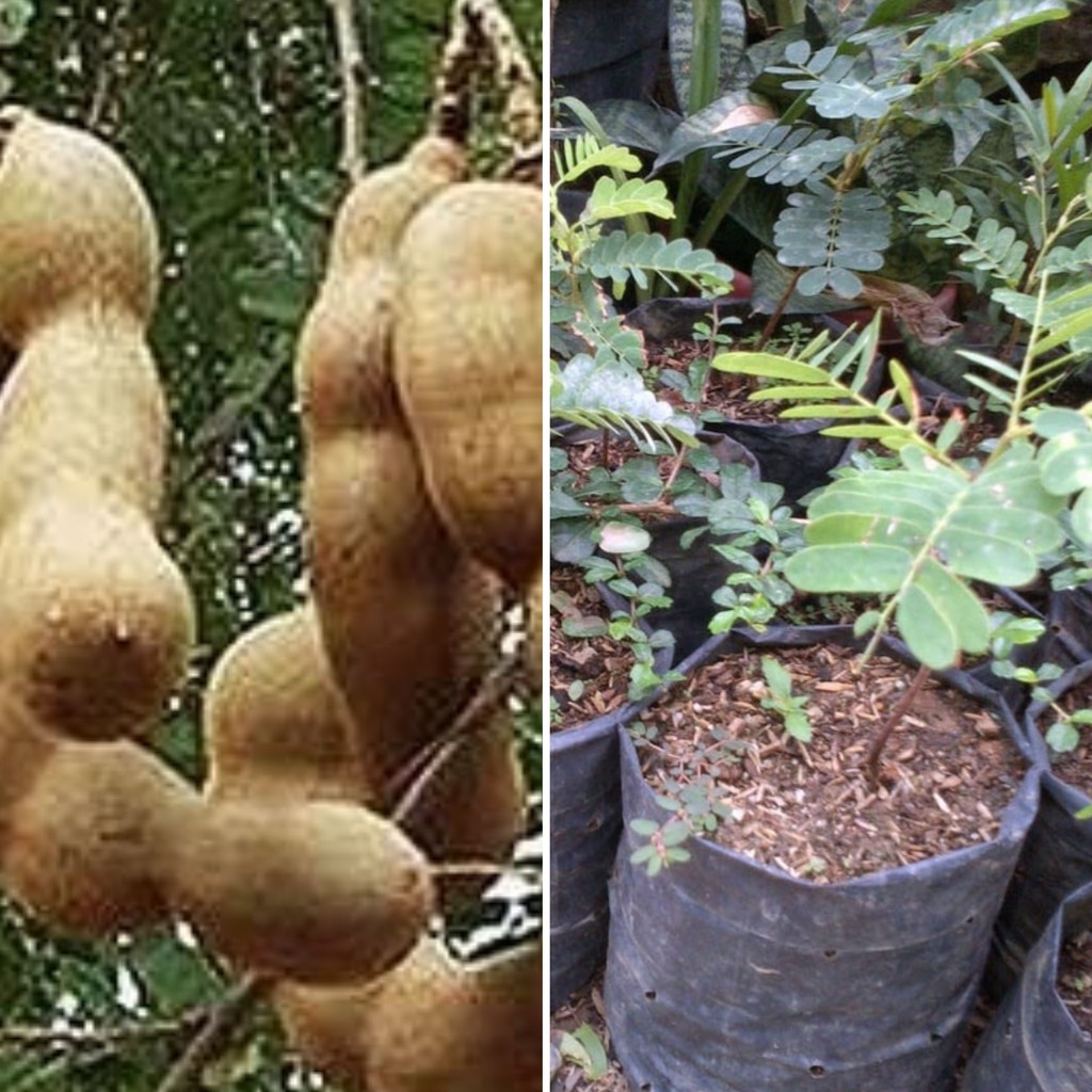 Jual Bibit Buah Asam Samarin Asam Jawa Asam Manis Bahan Bonsai Bahan ...