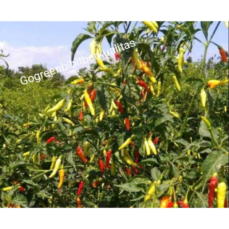Jual Satu paket 10 batang bibit cabe rawit | Shopee Indonesia
