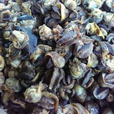 Jual BEKICOT (daging bekicot ternak) | Shopee Indonesia