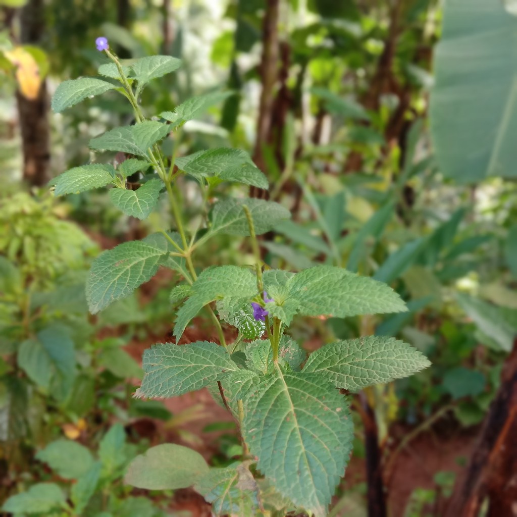 Jual Daun Jarong Daun Pecut Kuda 1Kg Segar Obat Herbal Alami Tanaman ...