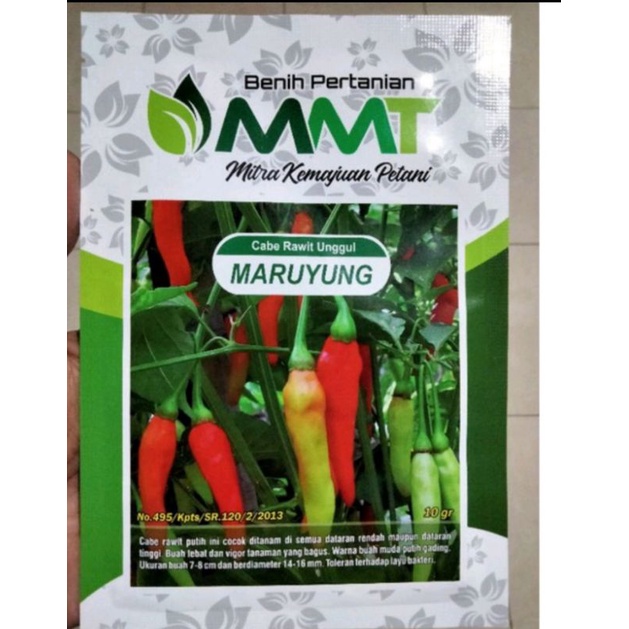 Jual BENIH CABE CABAI RAWIT PUTIH UNGGUL MARUYUNG MMT VIRAL | Shopee ...