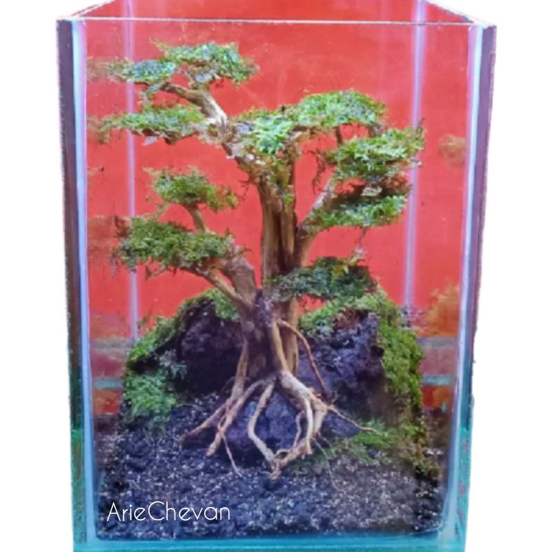 Jual aquascape mini tree on stone 1set akuarium siap pasang ukuran ...