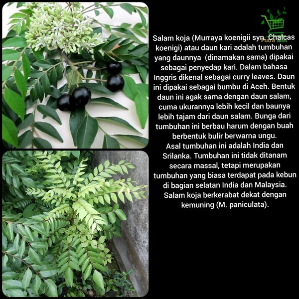 Jual Daun Salam koja segar-daun kari 1kg | Shopee Indonesia
