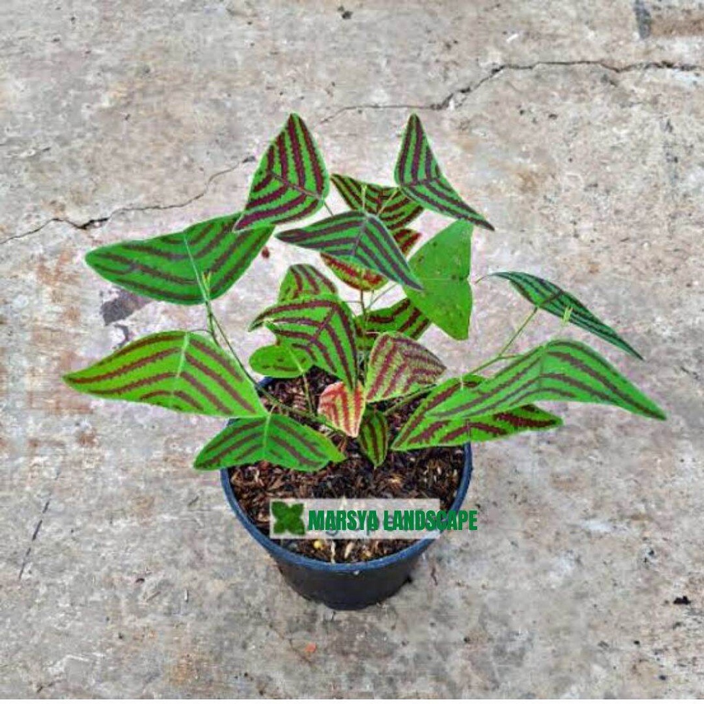 Jual tanaman hias oxalis kupu-kupu zebra / tanaman oxalis zebra ...