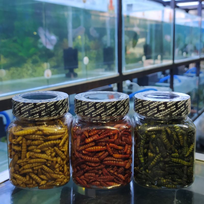 Jual MAGGOT SUPER +++ RED BLUE 30gram RACIKAN ALAMI PEWARNA LEBIH PEKAT ...