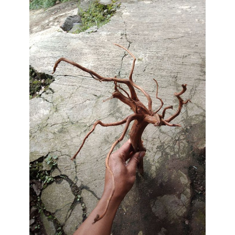 Jual Akar Rasamala akar aquascape sizi M | Shopee Indonesia