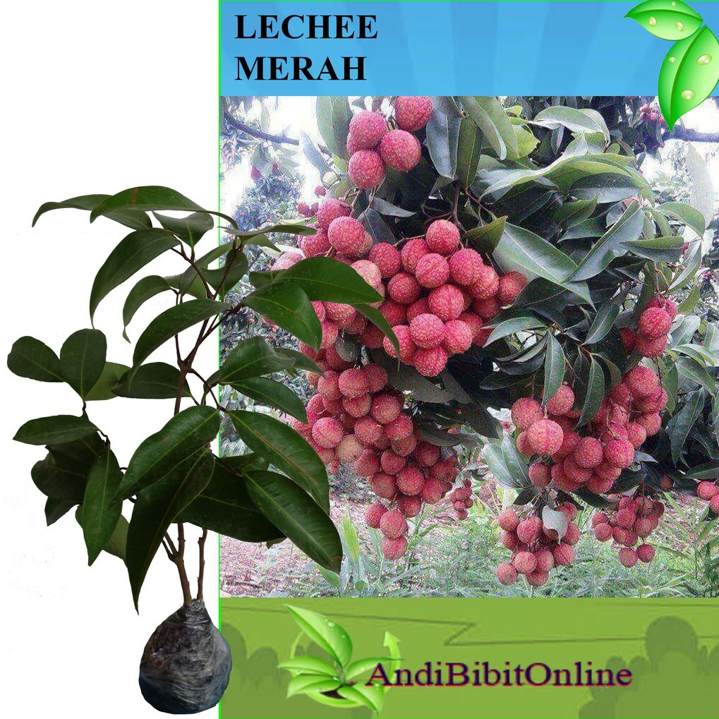 Jual Tanaman Leci Kom / Leci Merah (Tinggi 30-50 cm) | Shopee Indonesia