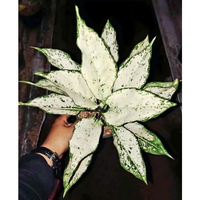 Jual Tanaman Hias Aglonema Siam Paragon / Tanaman Hias Bunga Snow White ...
