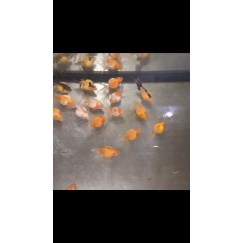 Jual Ikan Mas Koki Mutiara / Cu Lan ^-^ | Shopee Indonesia