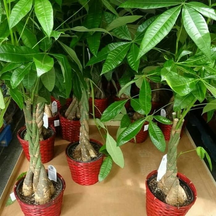 Jual pohon pachira/ pohon duit tinggi 50 cm | Shopee Indonesia