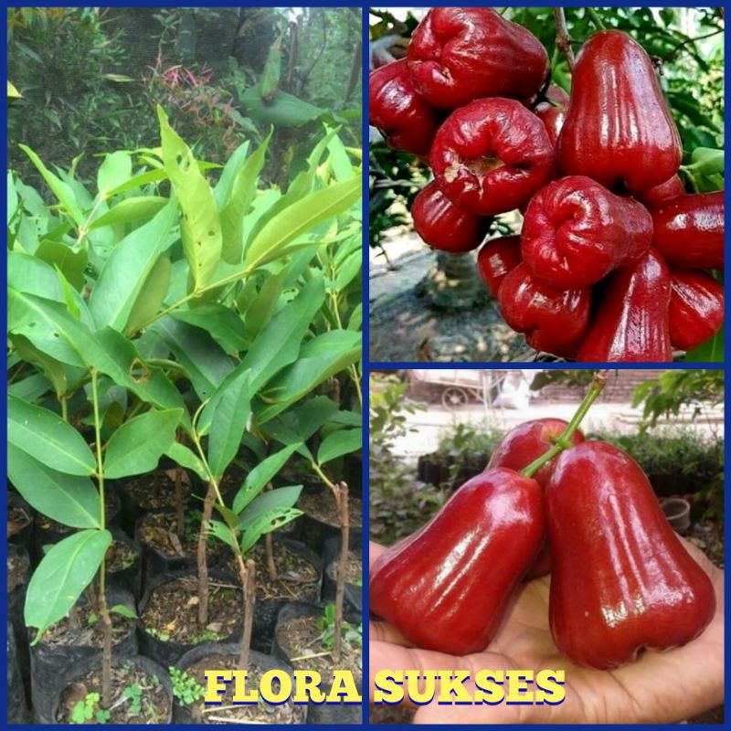 Jual Bibit Tanaman Jambu Citra Merah Okulasi Bibit Jambu Citra Manis ...