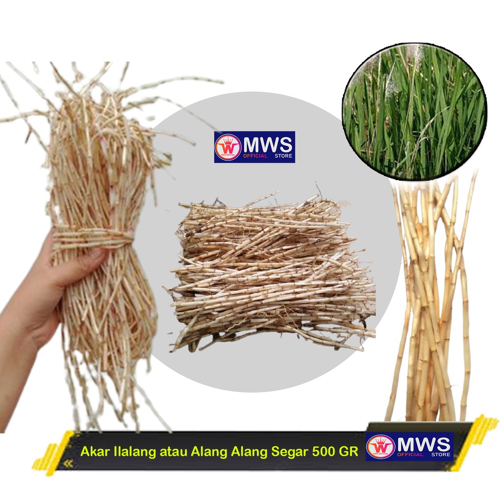 Jual Akar Ilalang atau Alang Alang Segar 500 GR ( MWS OFFICIAL STORE ...