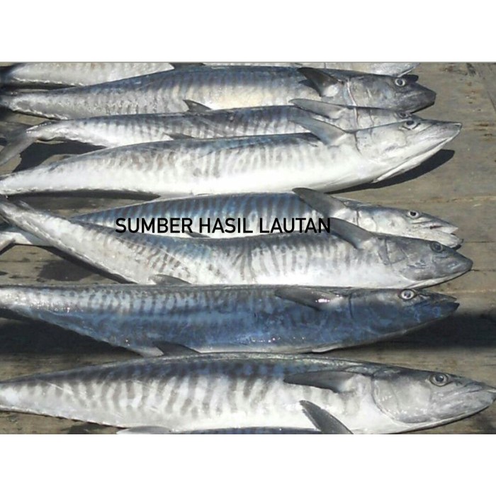 Jual Ikan Tenggiri Batang Utuh Frozen (beku kapal) | Shopee Indonesia