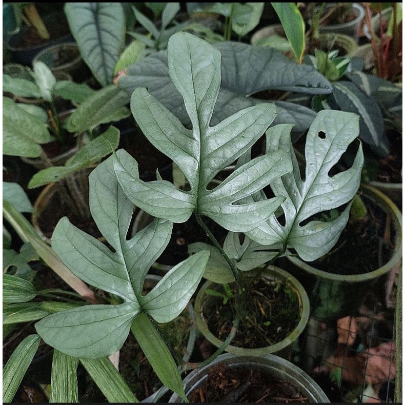 Jual Amydrium medium silver | Shopee Indonesia