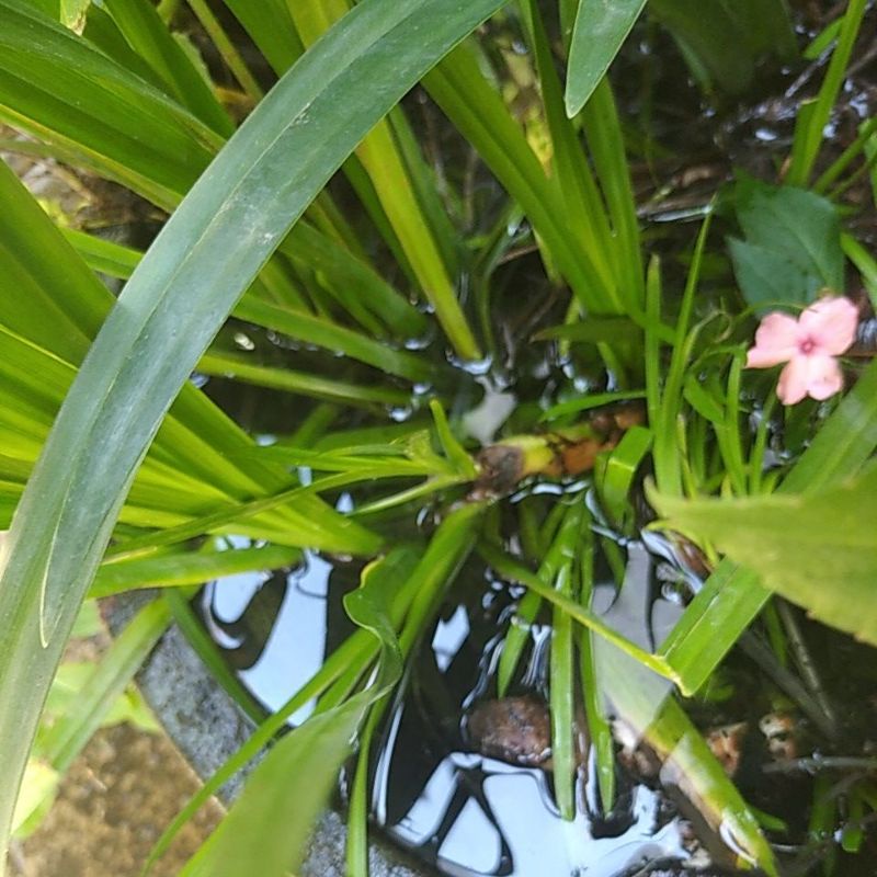 Jual Jeringau Jringo tanaman minim order 2 pohon@ | Shopee Indonesia
