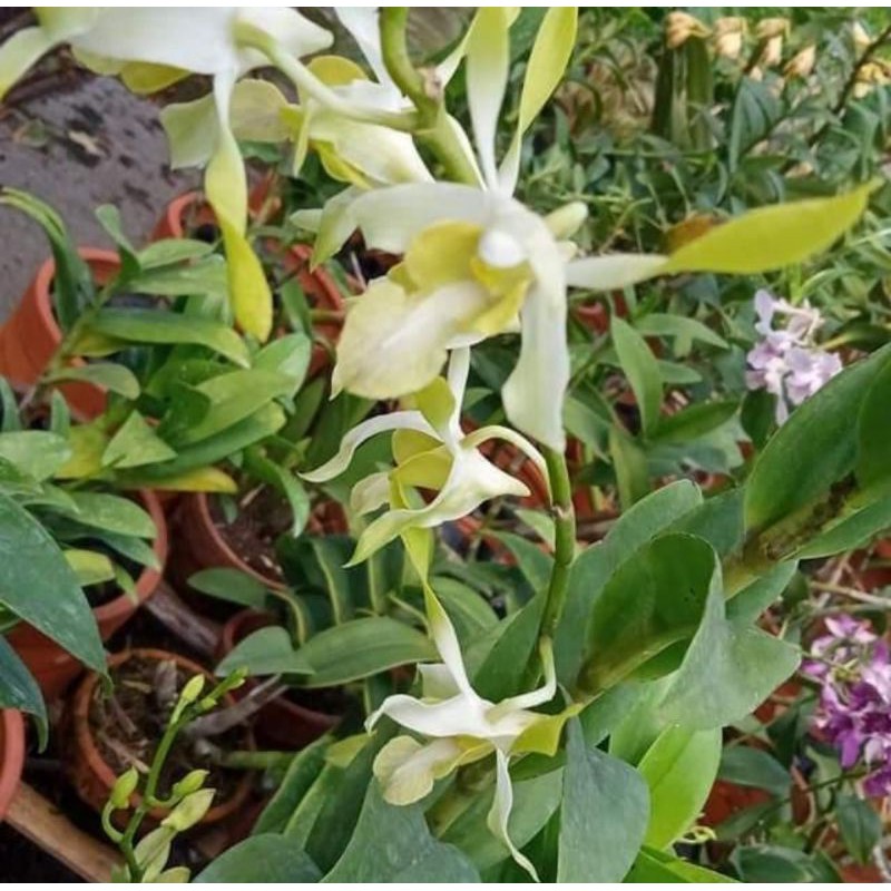 Jual Pohon Bunga Anggrek Dendrobium Rabbit Spatulata Dewasa Siap Spike ...