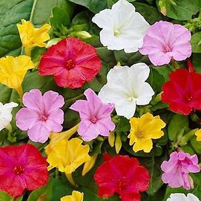 Jual biji/benih/bibit bunga mirabilis jalapa mix (5 biji) | Shopee ...