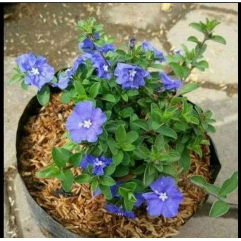 Jual pohon hias blue eye /tanaman bunga blue eye hias | Shopee Indonesia