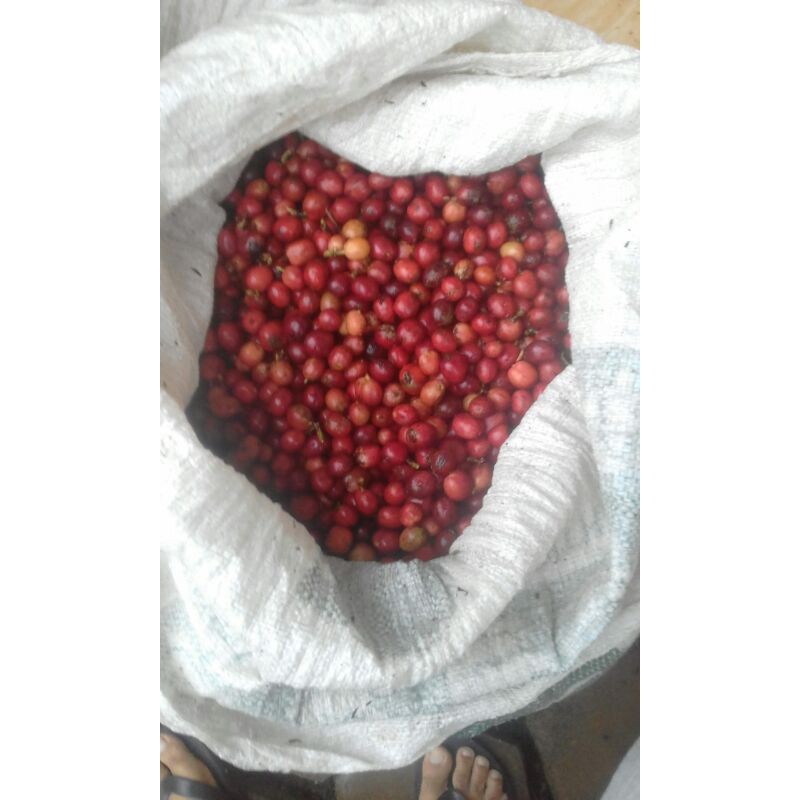 Jual Greenbean ekselsa Dampit petik merah | Shopee Indonesia