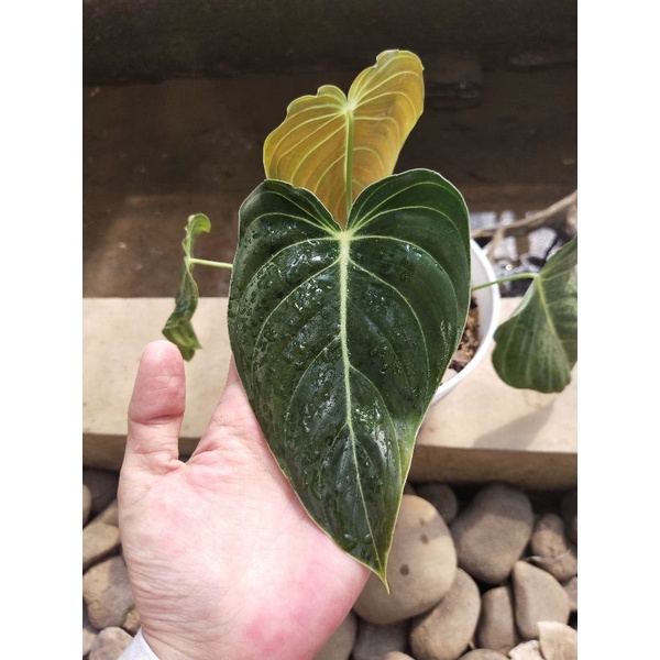 Jual Tanaman hias philodendron melanochrysum / melano | Shopee Indonesia
