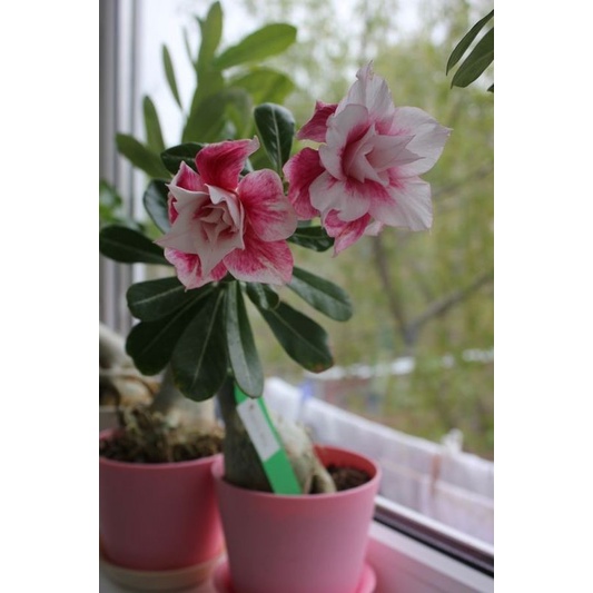 Jual Tanaman Hias Adenium Kamboja Jepang Bunga Tumpuk Pink Putih
