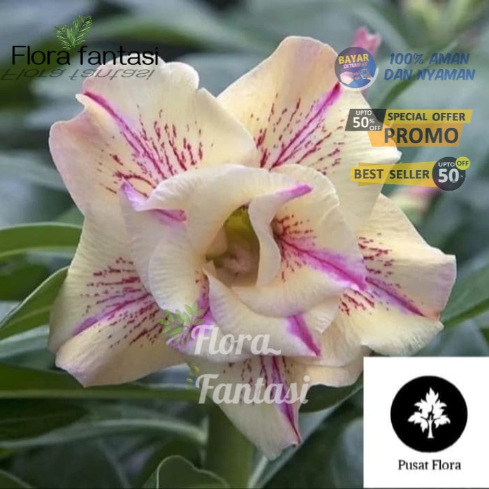 Jual Bibit Bunga Kamboja Adenium Pink Flakes - Tanaman Hias ( Tanaman ...