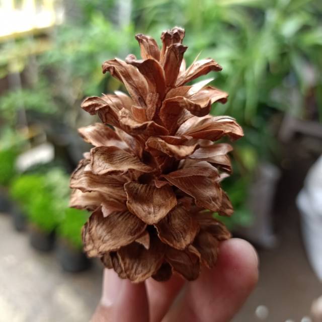Jual Bunga pinus kering | Shopee Indonesia