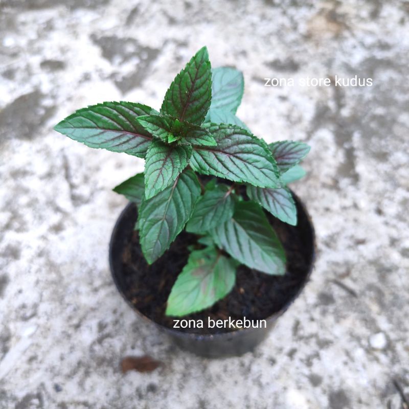 Jual BIBIT DAUN MINT BLACK MINT, TANAMAN DAUN MINT BLACK MINT, DAUN MIN ...