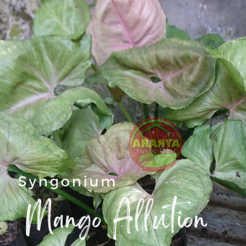 Jual Syngonium Mango Allusion Tanaman Hias Singonium Mango | Shopee ...