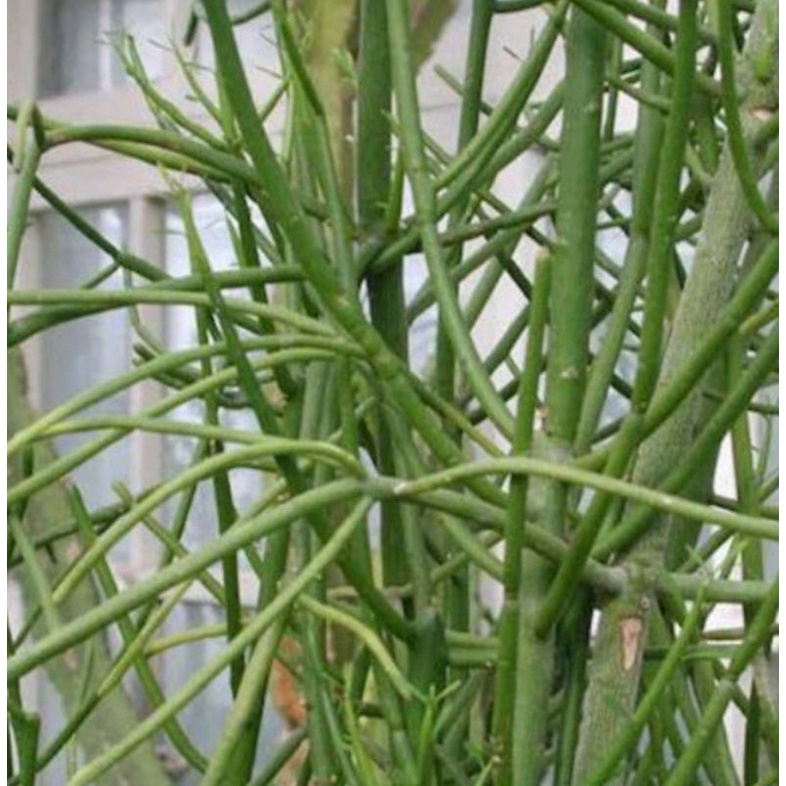 Jual herbal pohon patah tulang, penyembuh luka | Shopee Indonesia