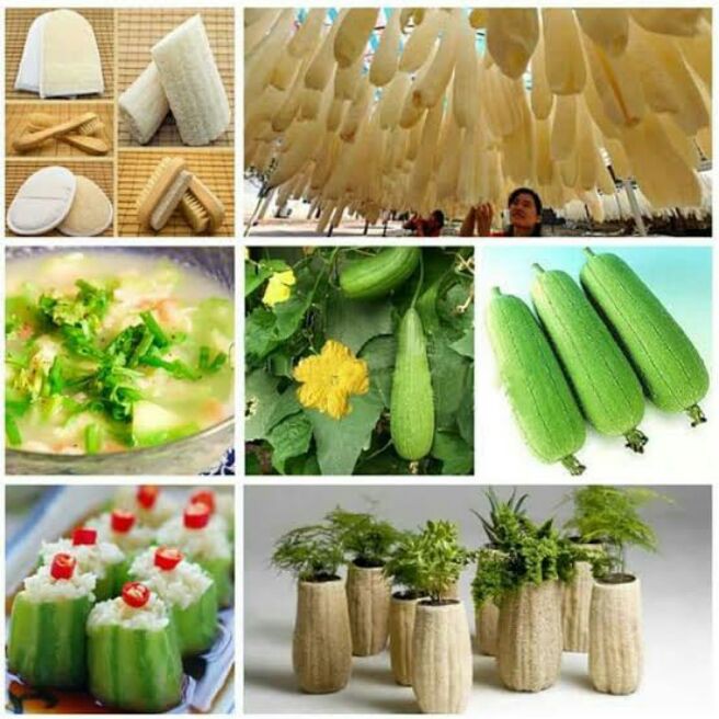 Jual benih biji bestru-belustru-oyong lopang-dodohala-petalo panjang ...