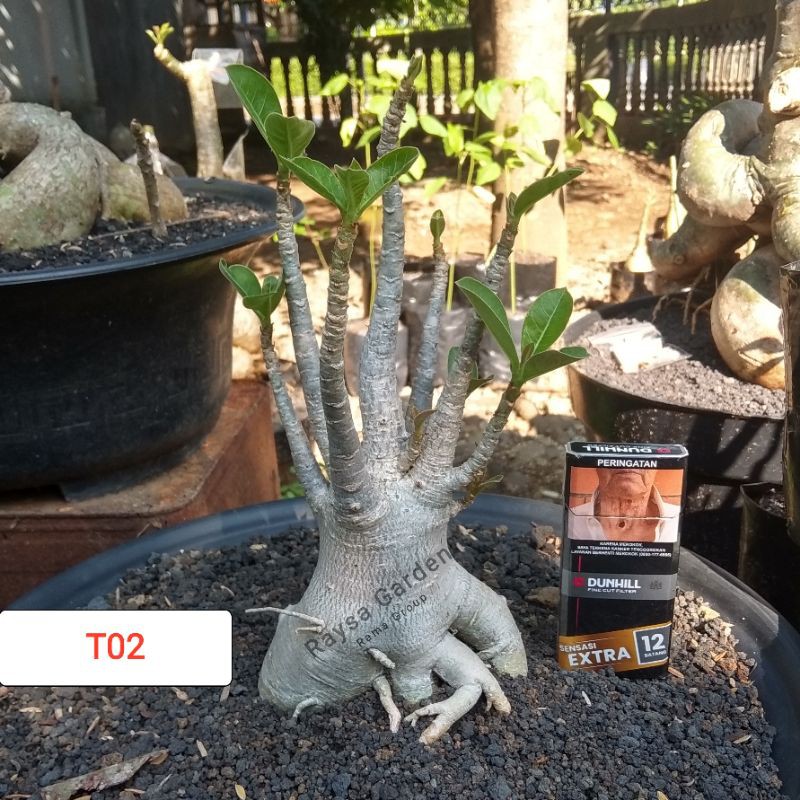 Jual Bonsai Adenium karakter hybrid arabicum thaisoco rcn | Shopee ...