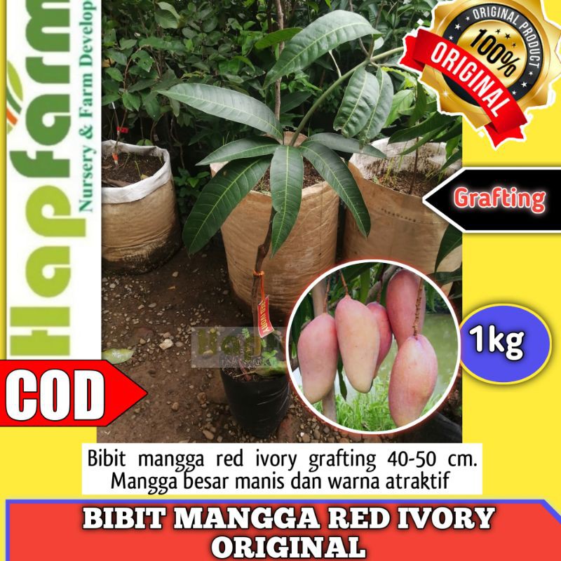 Jual BIBIT MANGGA RED IVORY ORIGINAL BESAR MANIS DAGING TEBAL WARNA ...