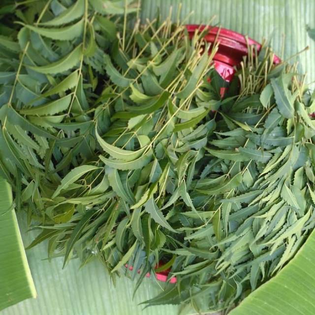 Jual Daun Mimba Segar 250gr | Shopee Indonesia