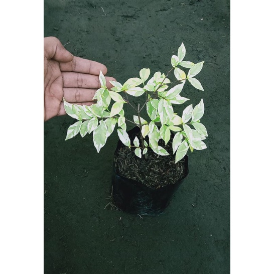 Jual Tanaman Anting Putri | Shopee Indonesia