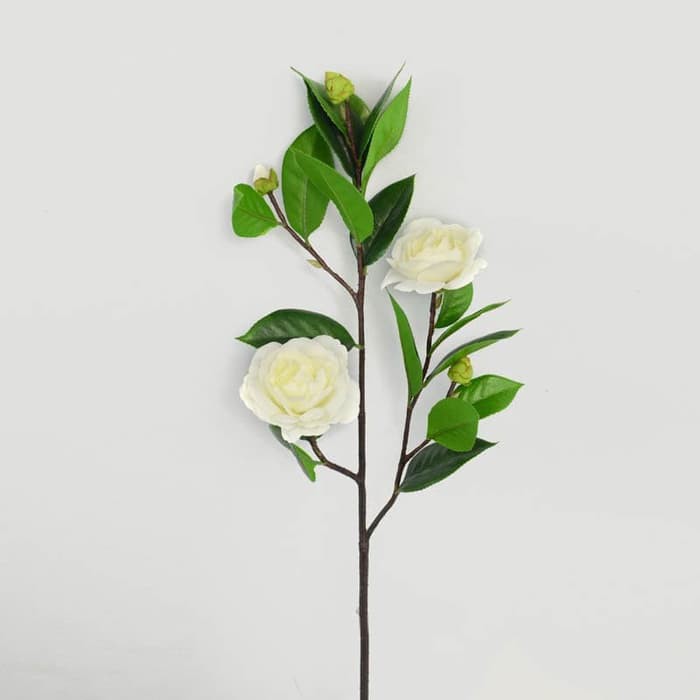 Jual Camelia Sgl HQ | Shopee Indonesia