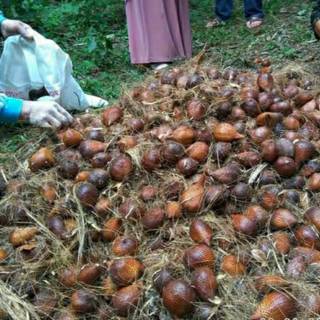 Jual Salak Sidempuan Buah Salak Merah 1 kg | Shopee Indonesia