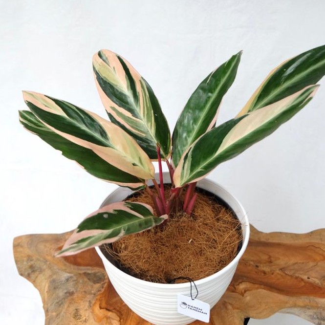 Jual Nanem Taneman - Calathea Meranti Bali | Shopee Indonesia