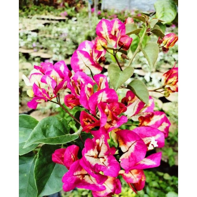 Jual Tanaman hias Boegenville Citra india (Ori) | Shopee Indonesia