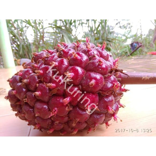 Jual BUAH HONJE SEGAR BUKAN JUS HONJE OBAT HERBAL | Shopee Indonesia