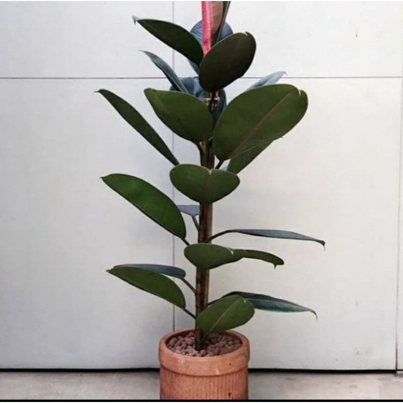 Jual Tanaman Hias Karet kebo - ficus elastica - Bunga | Shopee Indonesia