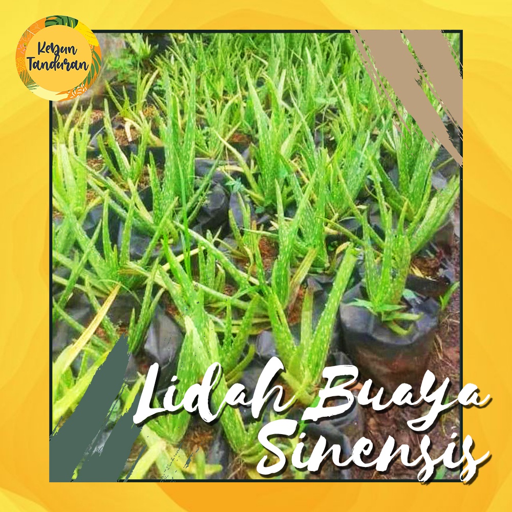 Jual Bibit Tanaman Lidah Buaya Aloe Vera Jenis Jumbo Sinensis