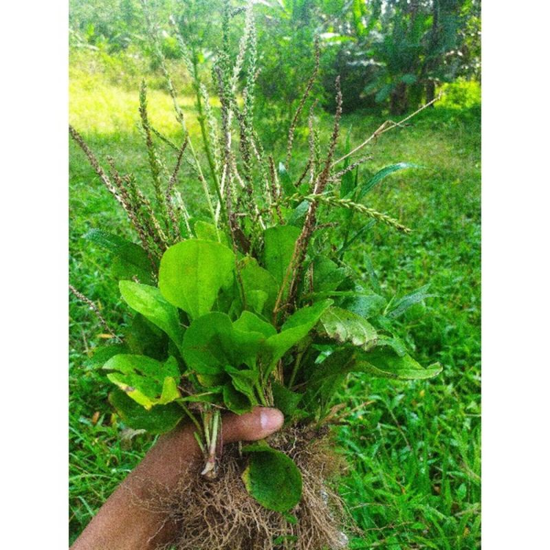 Jual DAUN SENDOK KI URAT SEGAR 250 GRAM | Shopee Indonesia