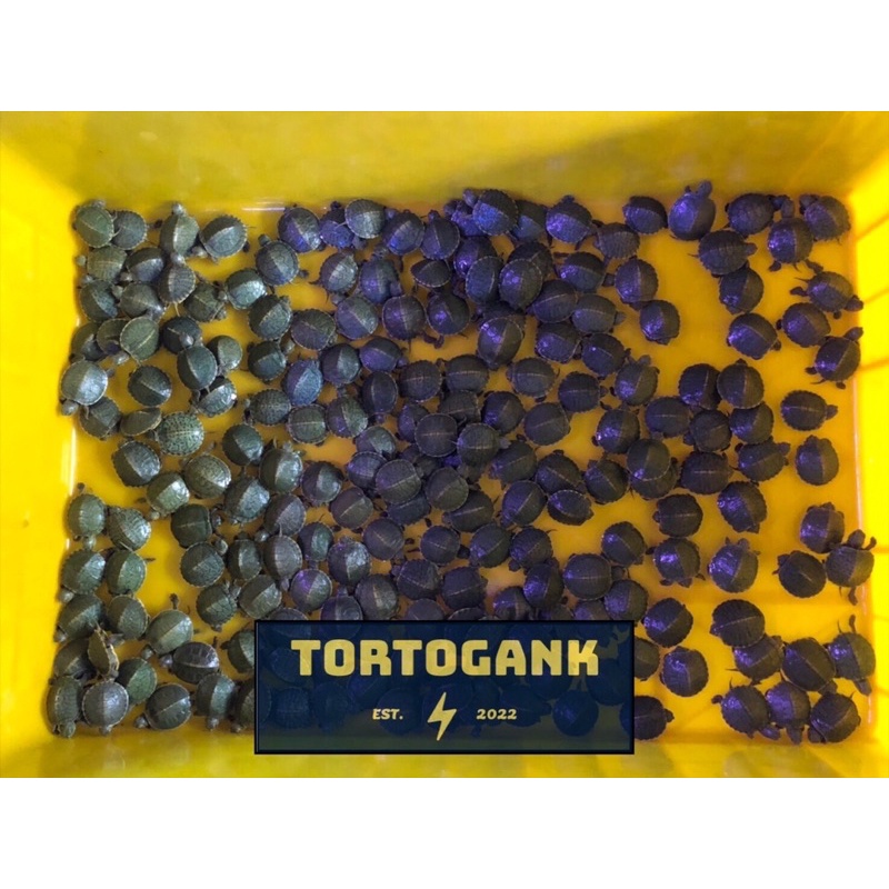 Jual Kura Kura Brazil / Res Baby (Baca deskripsi) | Shopee Indonesia