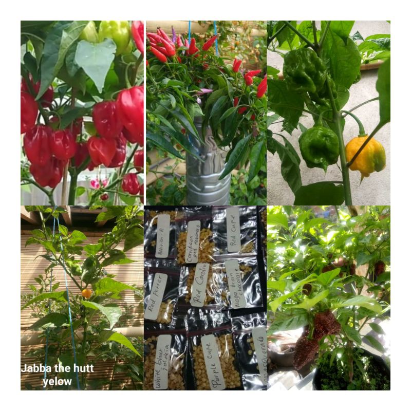 Jual Paket Hemat Super Komplit 15 Jenis Benih - Biji - Bibit Aneka Cabe ...
