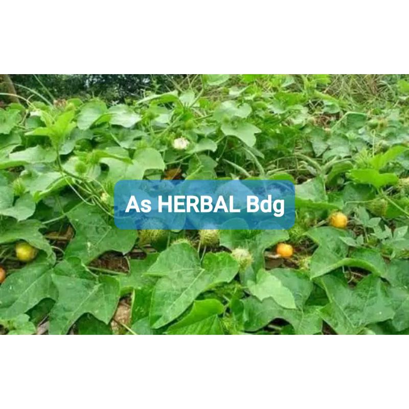 Jual Daun tanaman rambusa mermot permot kermot kaceprek atau cermot ...